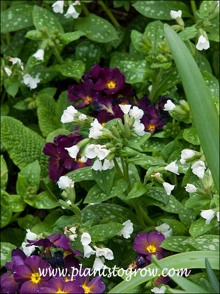 Sissinghurst White (Pulmonaria) | Plants To Grow Plants Database by ...