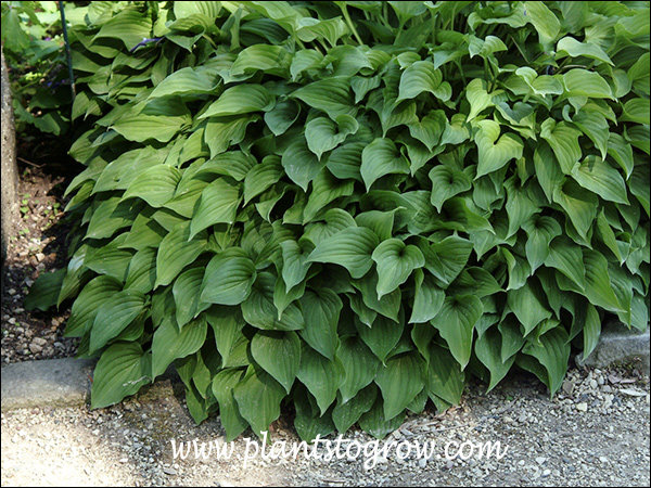 Hosta venusta | Plants To Grow Plants Database by Paul S. Drobot