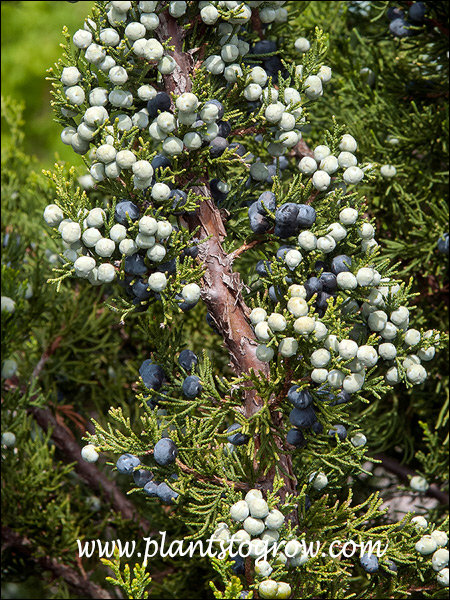 4 - 8 | Plants To Grow Plants Database by Paul S. Drobot