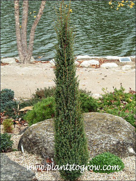 5 | Plants To Grow Plants Database by Paul S. Drobot