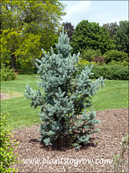 Blue Totem Pole Spruce (Picea pungens) | Plants To Grow Plants Database ...