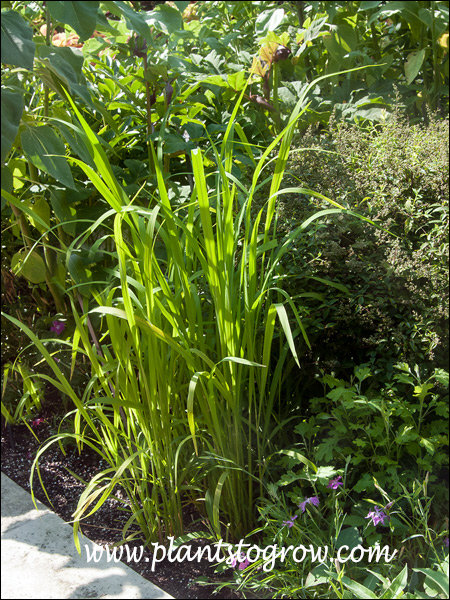 | Plants To Grow Plants Database by Paul S. Drobot