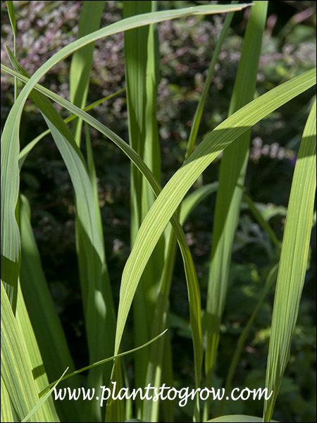 | Plants To Grow Plants Database by Paul S. Drobot