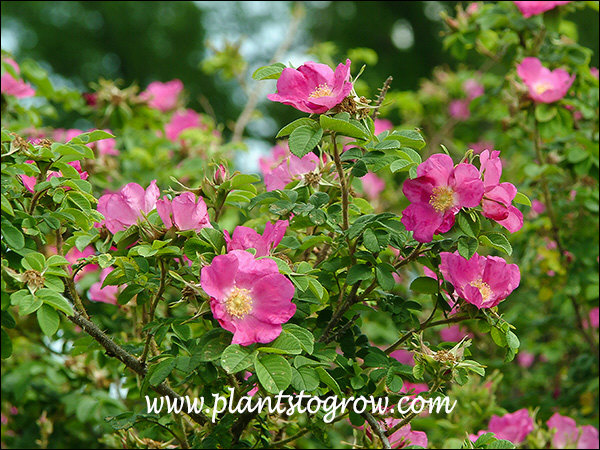 | Plants To Grow Plants Database by Paul S. Drobot