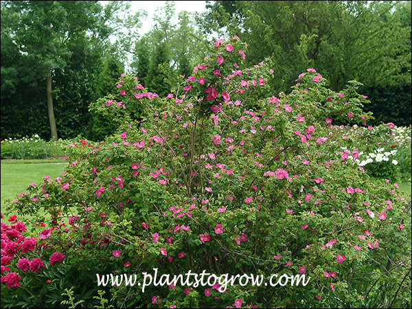 | Plants To Grow Plants Database by Paul S. Drobot
