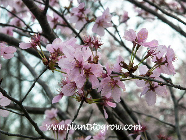 3b | Plants To Grow Plants Database by Paul S. Drobot