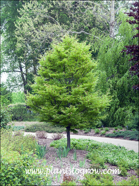 Cut Leaf Beech (Fagus sylvatica lacinanta) | Plants To Grow Plants ...