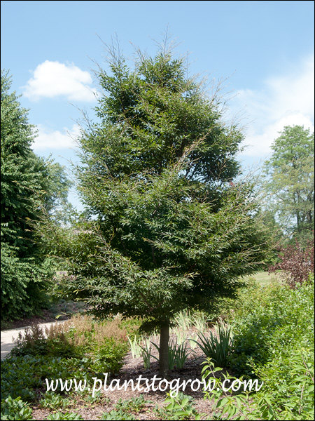 Cut Leaf Beech (Fagus sylvatica lacinanta) | Plants To Grow Plants ...