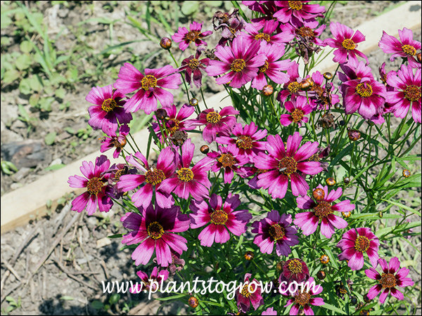 (6)7-10 | Plants To Grow Plants Database by Paul S. Drobot