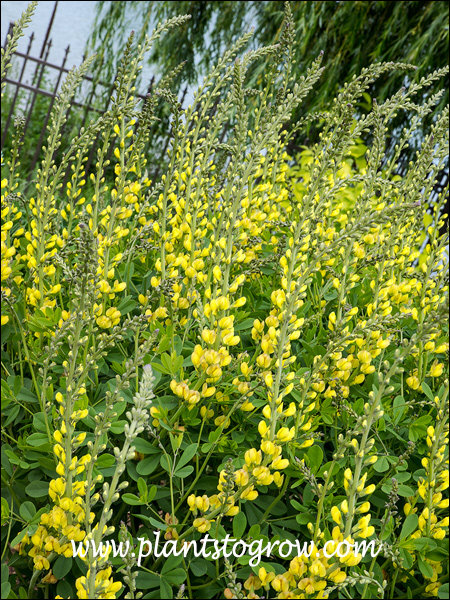 4-8 | Plants To Grow Plants Database by Paul S. Drobot