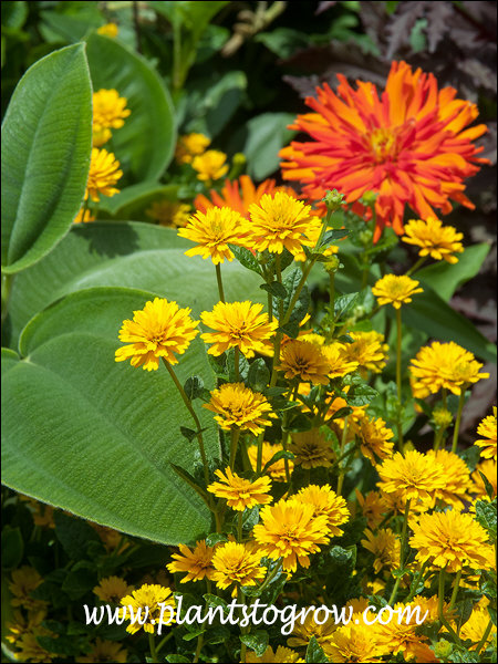 (4)5-8 | Plants To Grow Plants Database by Paul S. Drobot