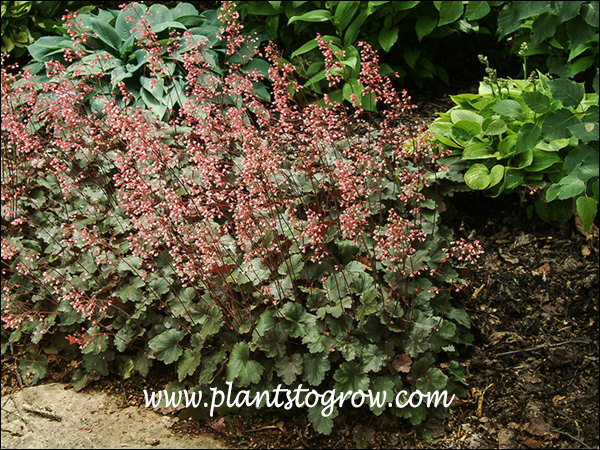 5 | Plants To Grow Plants Database by Paul S. Drobot