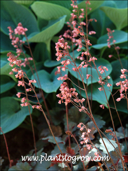 5 | Plants To Grow Plants Database by Paul S. Drobot