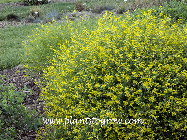 Yellow Indigo (Baptisia tinctoria) | Plants To Grow Plants Database by ...