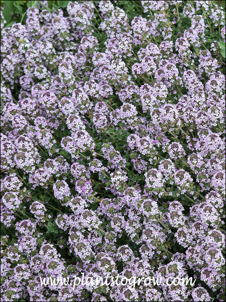 5-9 | Plants To Grow Plants Database by Paul S. Drobot
