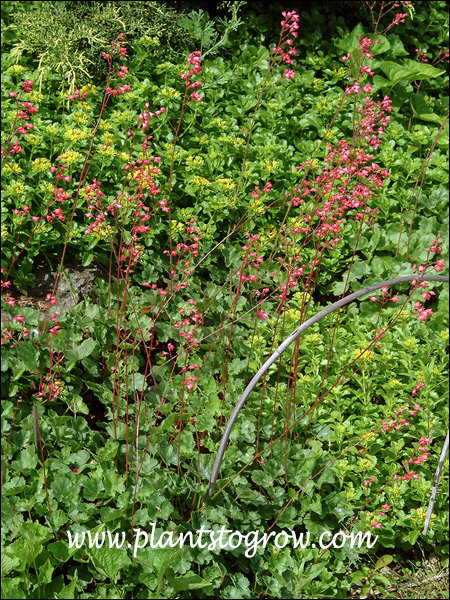 (4)5 | Plants To Grow Plants Database by Paul S. Drobot