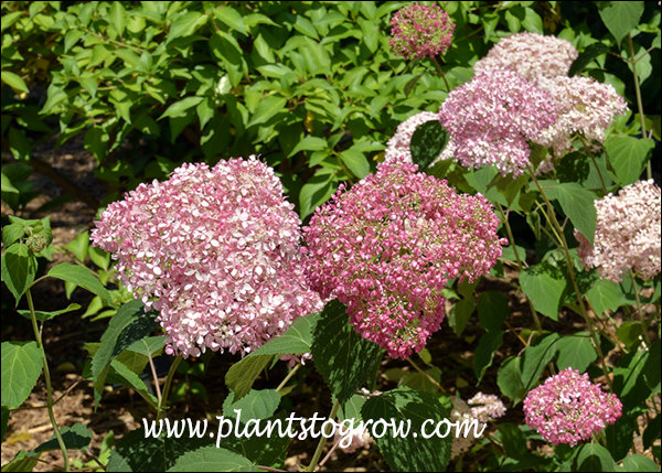 4-9 | Plants To Grow Plants Database by Paul S. Drobot