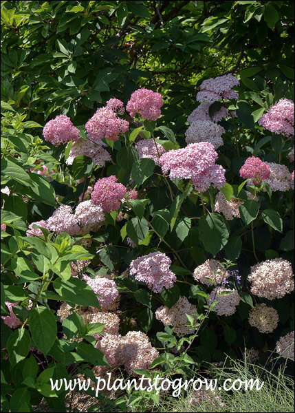 4-9 | Plants To Grow Plants Database by Paul S. Drobot