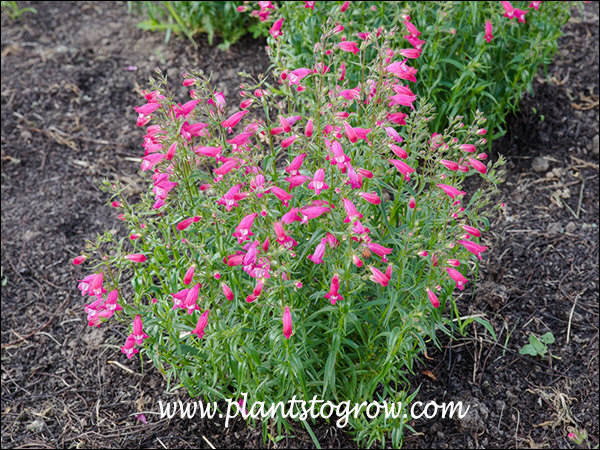 5-6 | Plants To Grow Plants Database by Paul S. Drobot