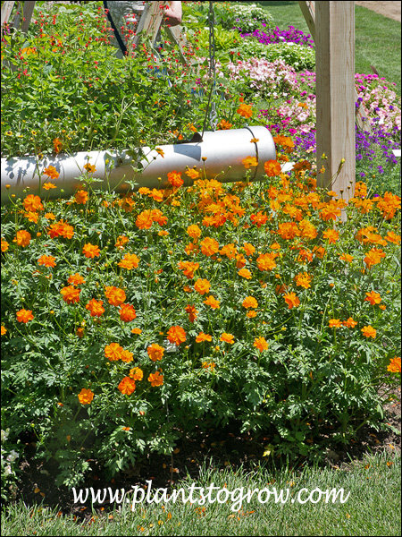 | Plants To Grow Plants Database by Paul S. Drobot