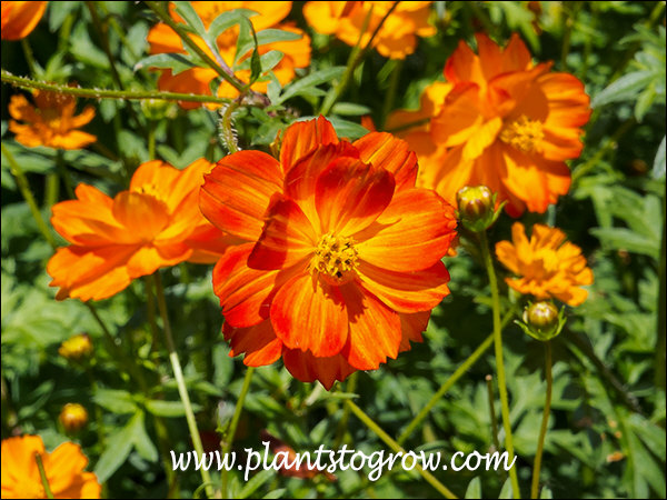 | Plants To Grow Plants Database by Paul S. Drobot