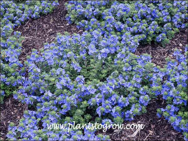 9-11 | Plants To Grow Plants Database by Paul S. Drobot