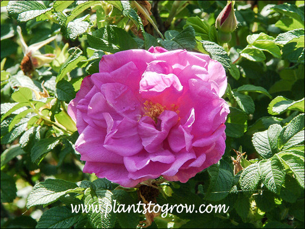 5 | Plants To Grow Plants Database by Paul S. Drobot