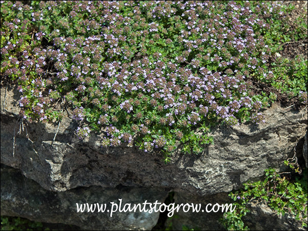 5 | Plants To Grow Plants Database by Paul S. Drobot