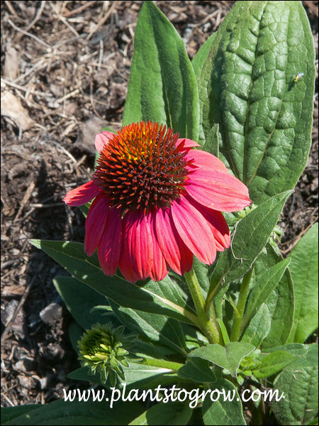 4-10 | Plants To Grow Plants Database by Paul S. Drobot