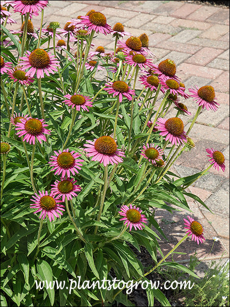 4-9 | Plants To Grow Plants Database by Paul S. Drobot
