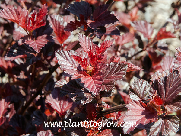 Lady in Red (Physocarpus opulifolius) | Plants To Grow Plants Database ...