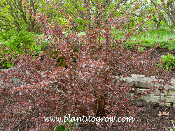Lady in Red (Physocarpus opulifolius) | Plants To Grow Plants Database ...