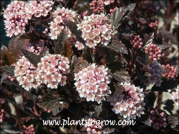 Little Devil Ninebark (Physocarpus) is like a miniature burgundy leaf ...
