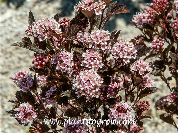Little Devil Ninebark (Physocarpus) is like a miniature burgundy leaf ...
