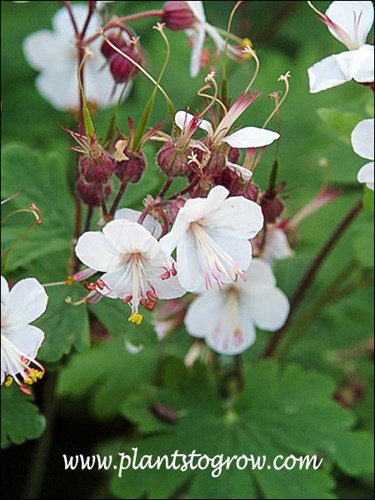 bigroot geranium varieties