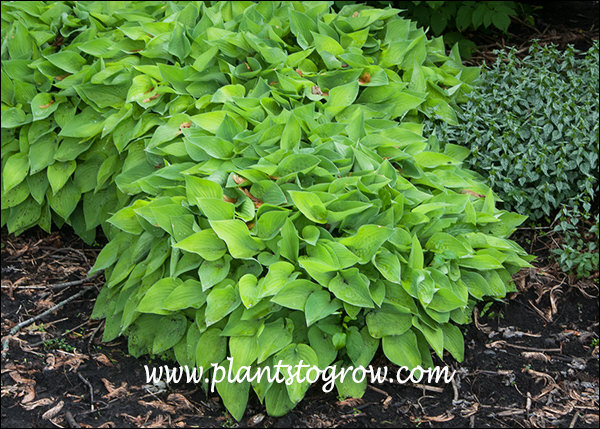 4 | Plants To Grow Plants Database by Paul S. Drobot