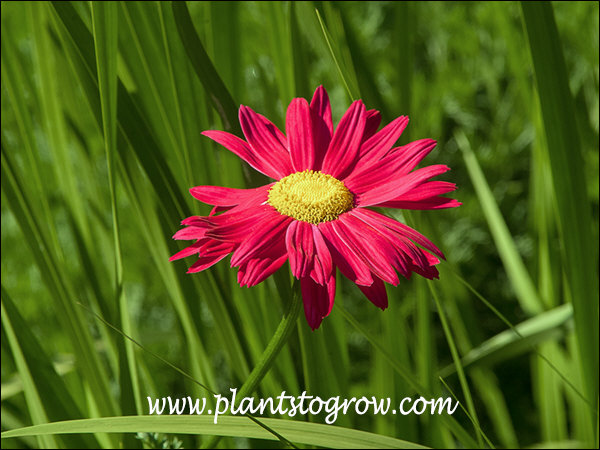 Painted Daisy (Tanacetum coccineum) | Plants To Grow Plants Database by ...