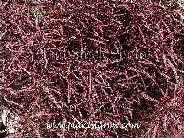 (8)9-11 | Plants To Grow Plants Database by Paul S. Drobot