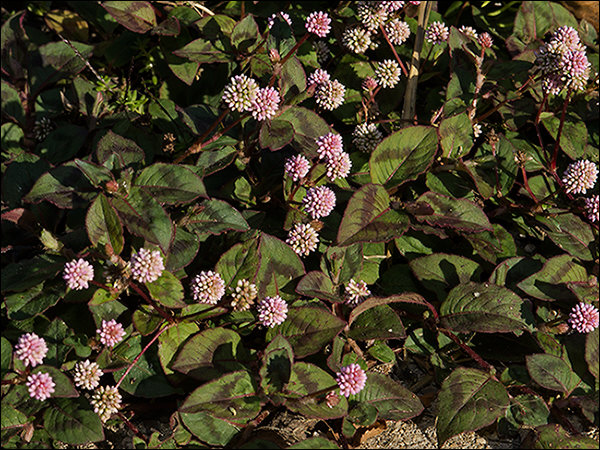 Pink Knotweed (Polygonum capitatum) | Plants To Grow Plants Database by ...