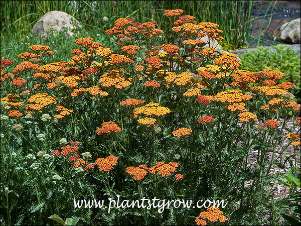 3-9 | Plants To Grow Plants Database by Paul S. Drobot