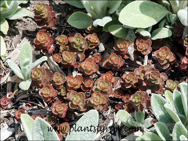 Fire G/ow Sedum (Phedimus spurium) | Plants To Grow Plants Database by ...