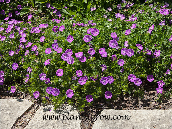 Max Frei Geranium (Geranium sanguineum) | Plants To Grow Plants ...