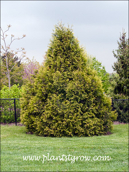 4 | Plants To Grow Plants Database by Paul S. Drobot