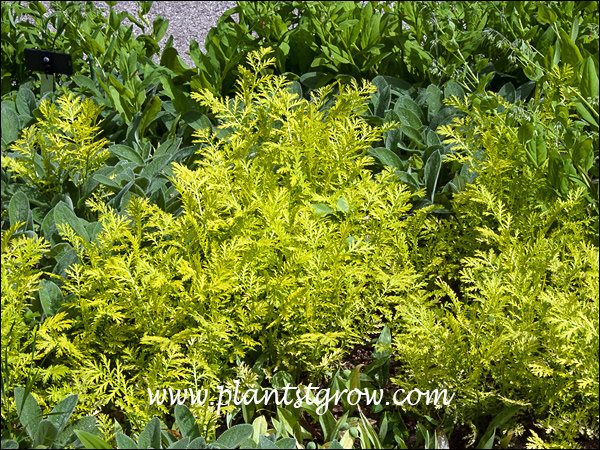 (4)5-7 | Plants To Grow Plants Database by Paul S. Drobot