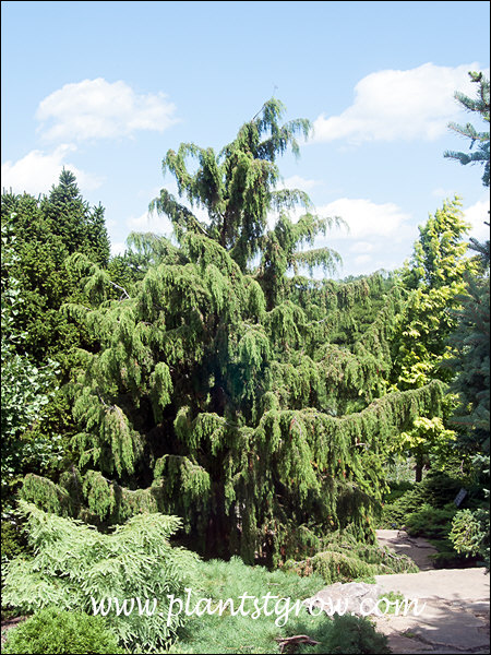 4a-9 | Plants To Grow Plants Database by Paul S. Drobot