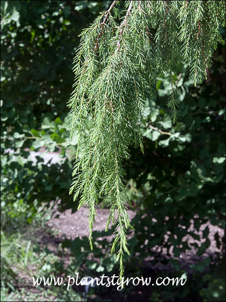 4a-9 | Plants To Grow Plants Database by Paul S. Drobot