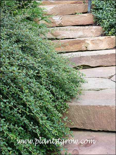 4 | Plants To Grow Plants Database by Paul S. Drobot