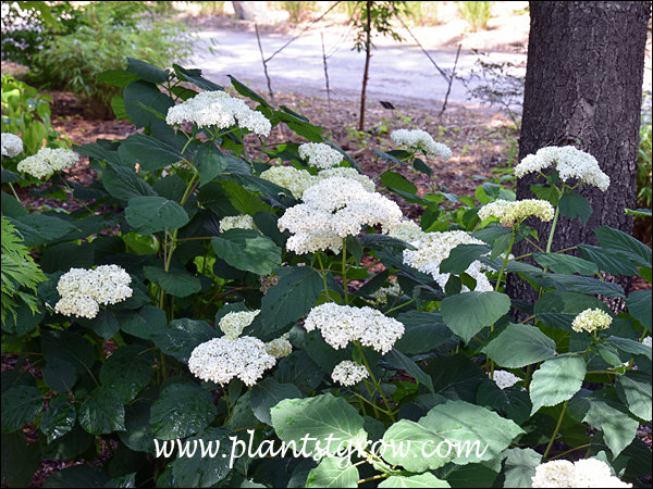 4-9 | Plants To Grow Plants Database by Paul S. Drobot