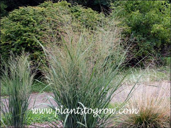 3-9 | Plants To Grow Plants Database by Paul S. Drobot