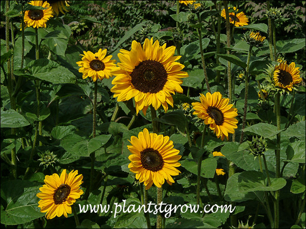 | Plants To Grow Plants Database by Paul S. Drobot